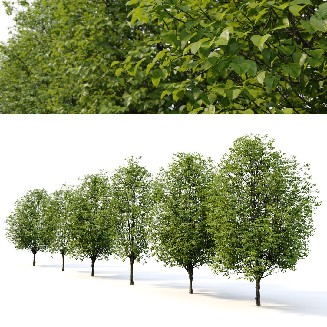 3D Linden Tree 03 - TurboSquid 2043598