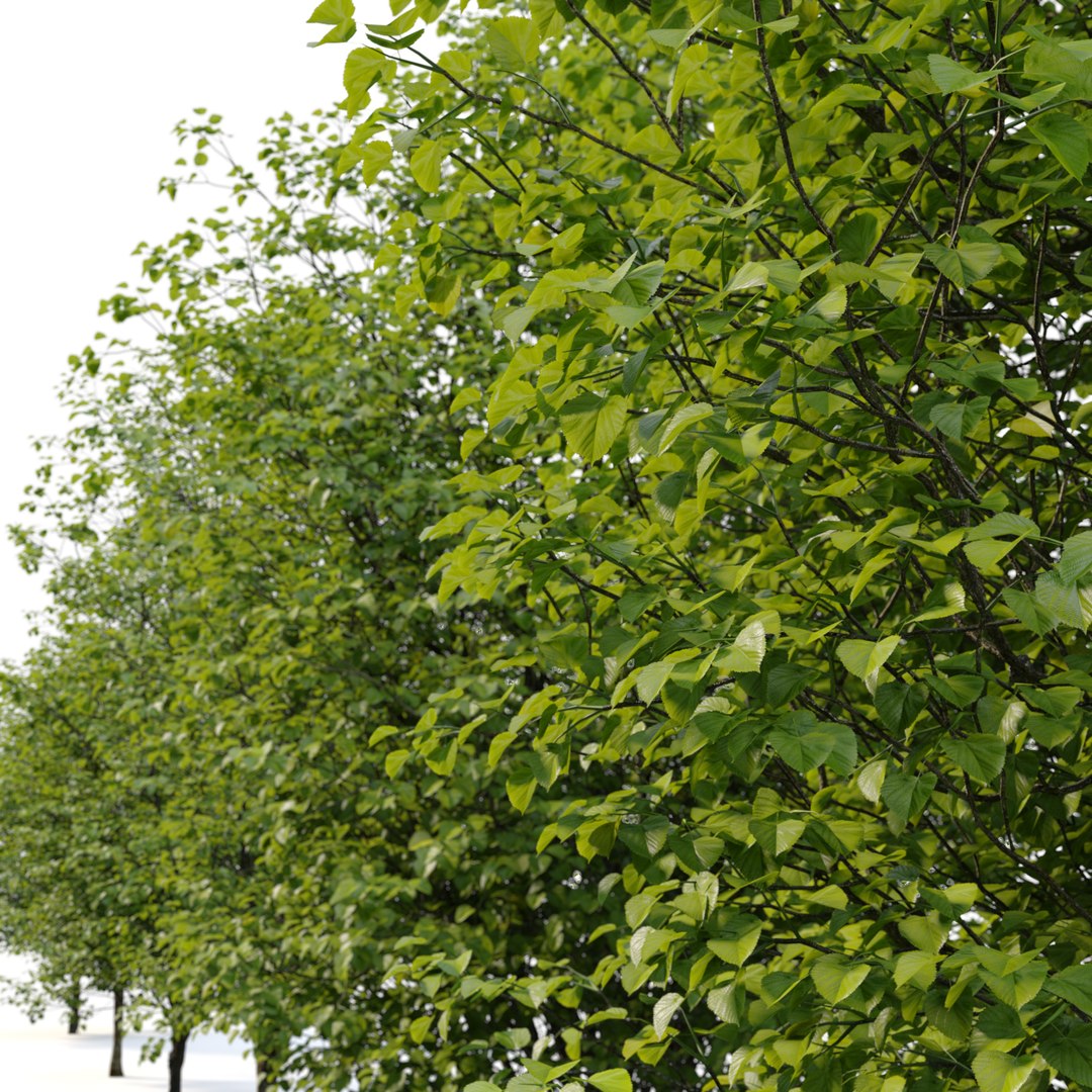 3D Linden Tree 03 - TurboSquid 2043598