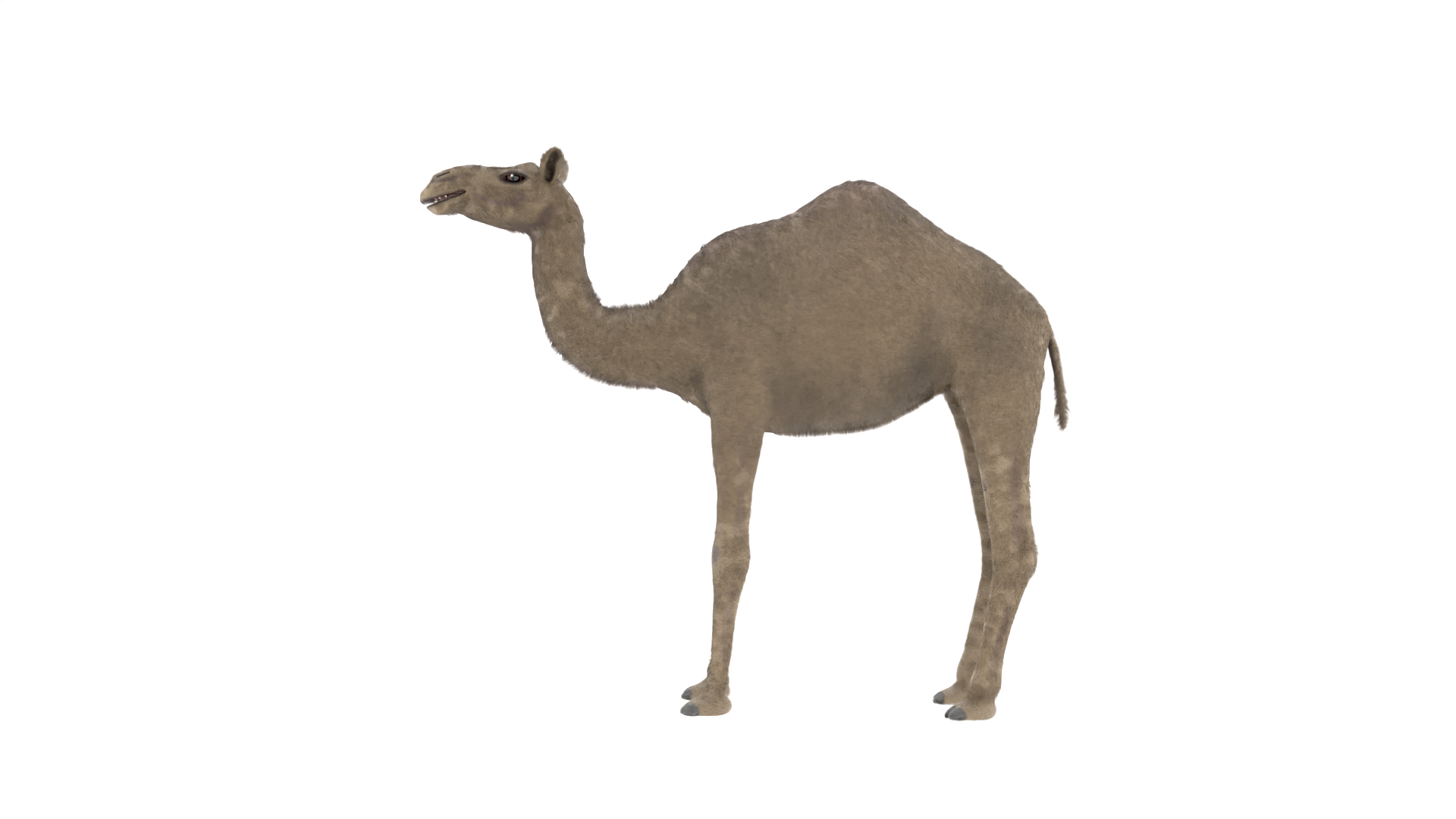 3D Camel 3D Model Rigged And Animated - TurboSquid 2299180