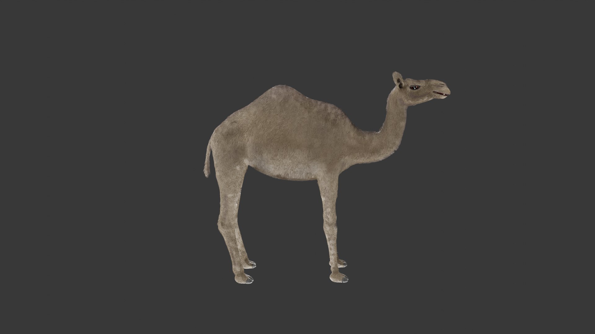 3D Camel 3D Model Rigged And Animated - TurboSquid 2299180