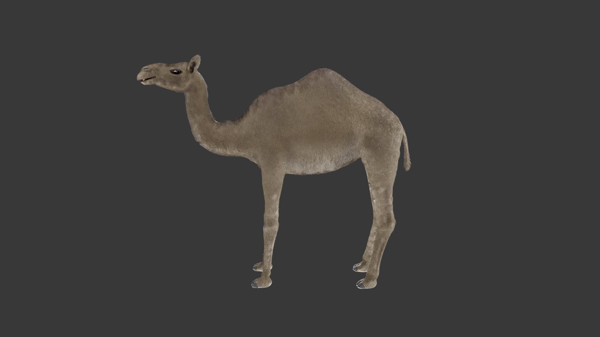 3D Camel 3D Model Rigged And Animated - TurboSquid 2299180