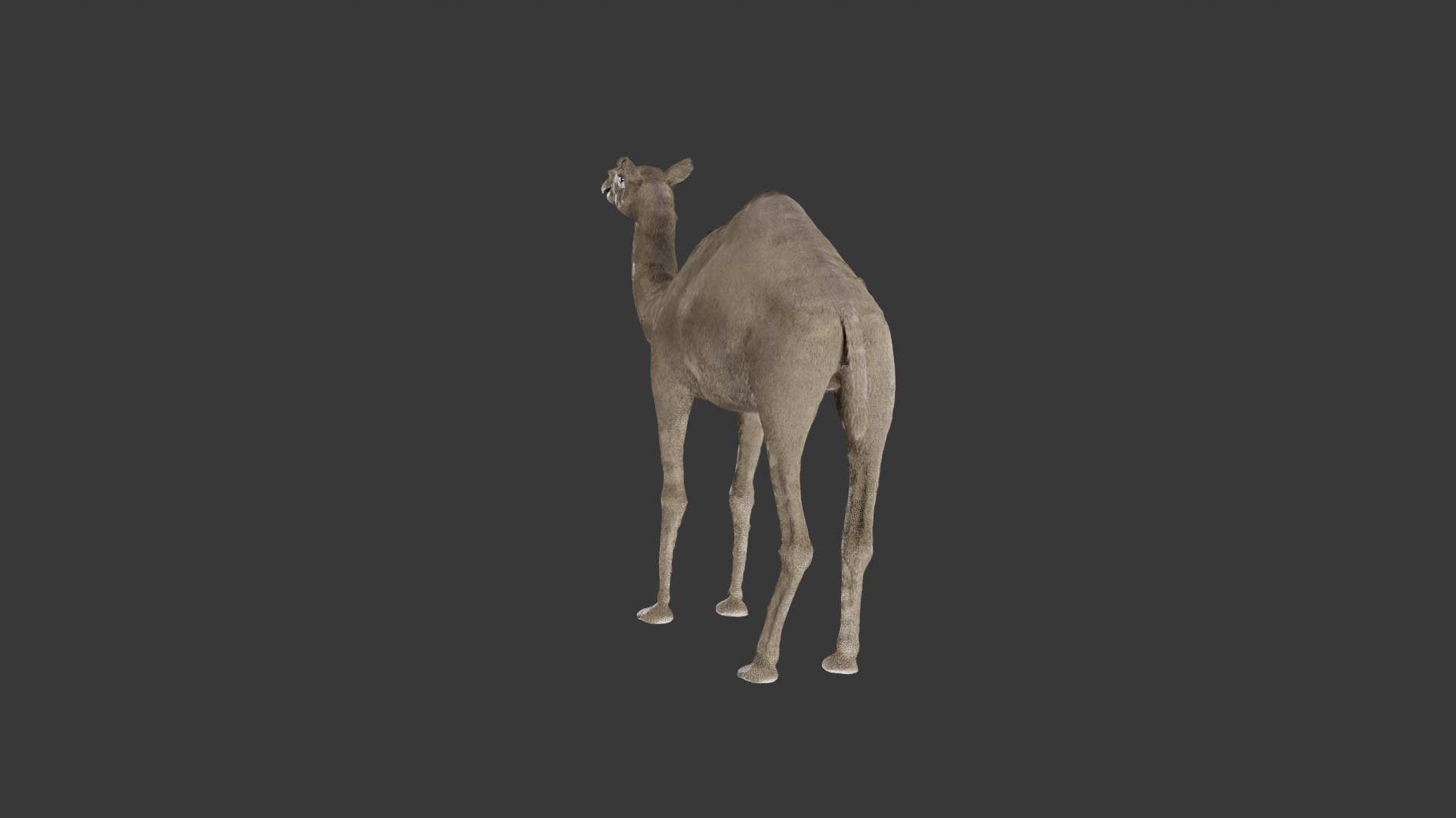 3D Camel 3D Model Rigged And Animated - TurboSquid 2299180