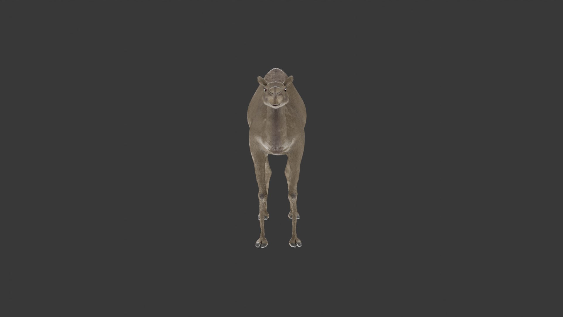 3D Camel 3D Model Rigged And Animated - TurboSquid 2299180