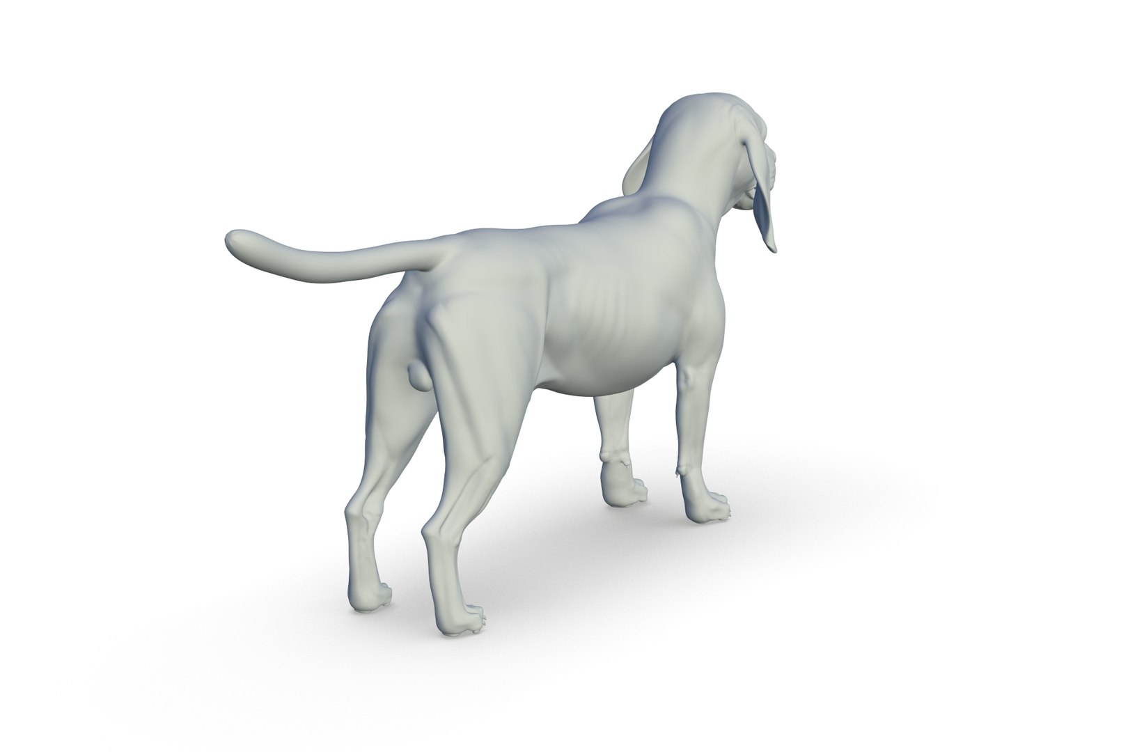 Beagle 3D Model - TurboSquid 2214000