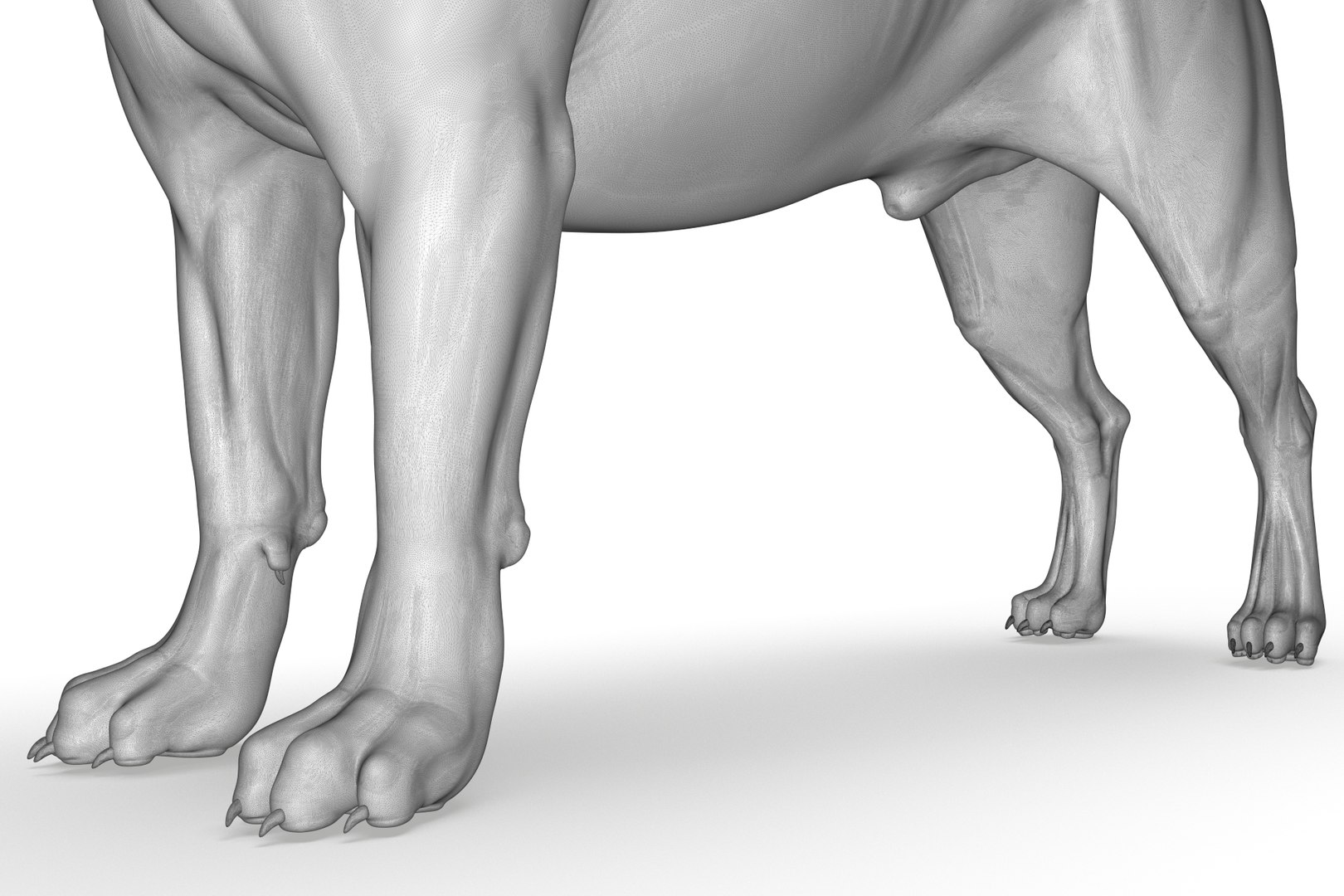 Beagle 3D Model - TurboSquid 2214000