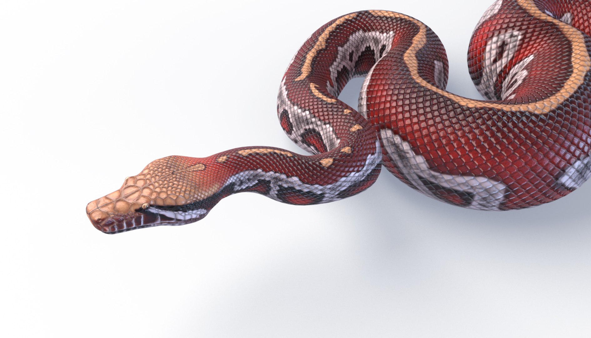3D model Blood Python - Rigged - TurboSquid 1774503