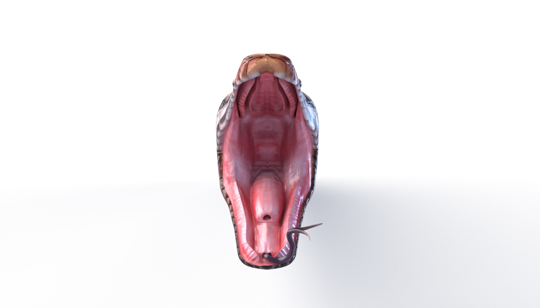 3D model Blood Python - Rigged - TurboSquid 1774503
