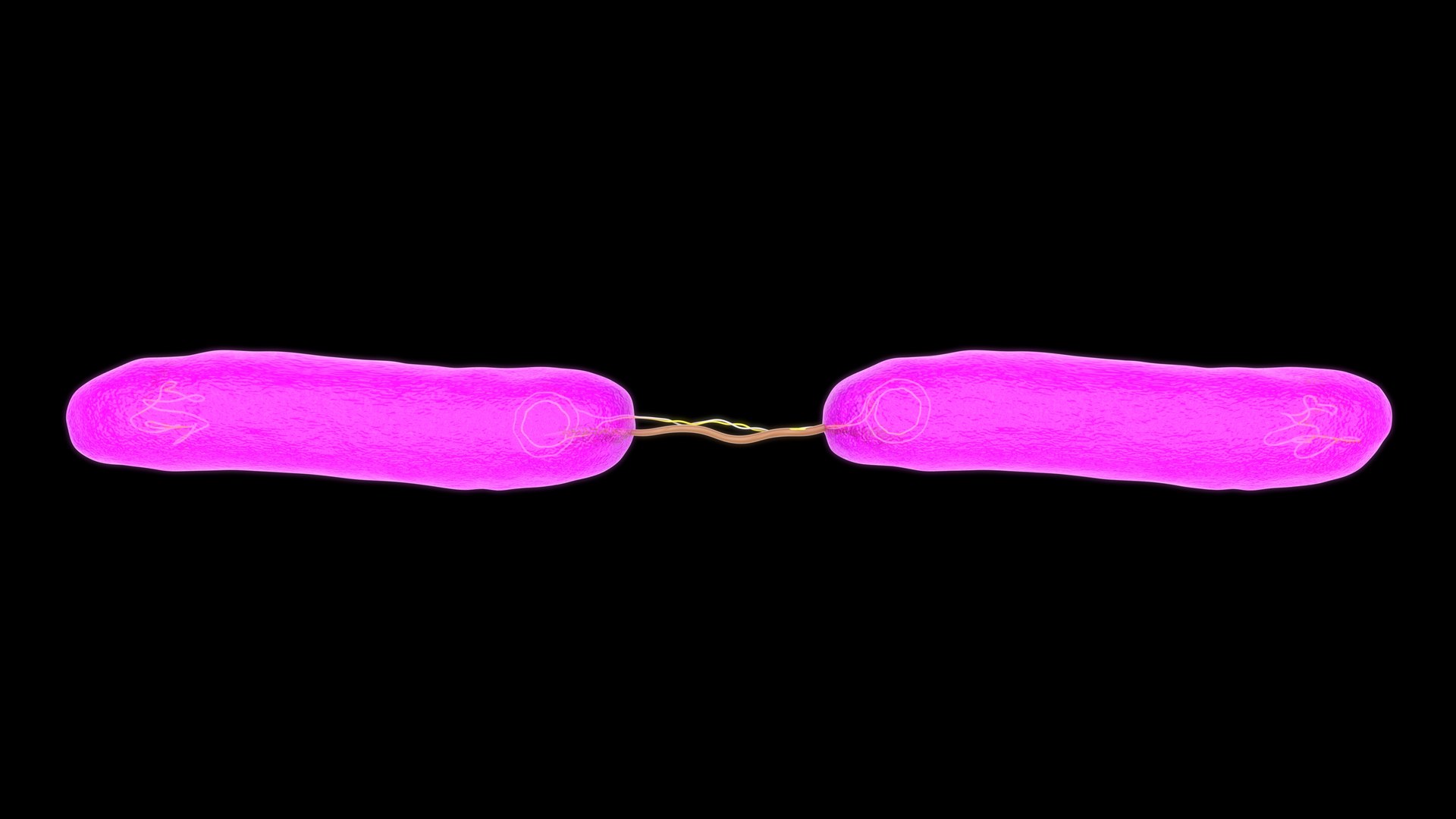 3D Model E Coli Sexual Reproduction - TurboSquid 2415341