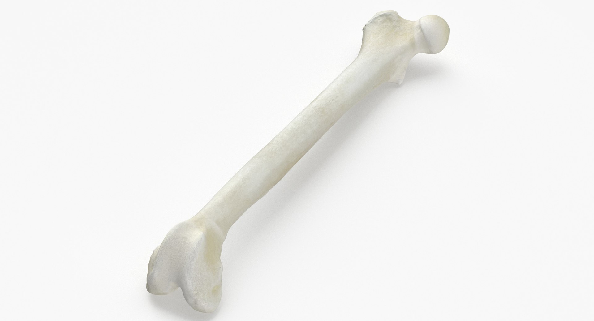 Domestic Cat Femur Bone 01 3D Model - TurboSquid 1847921