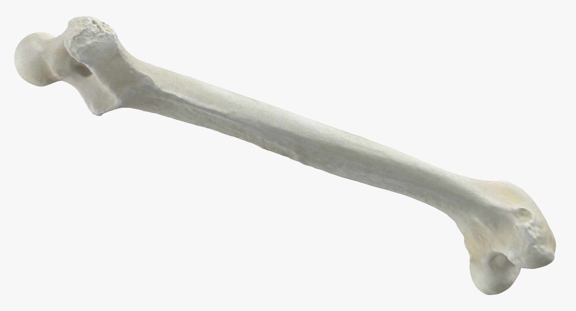Domestic Cat Femur Bone 01 3D Model - TurboSquid 1847921