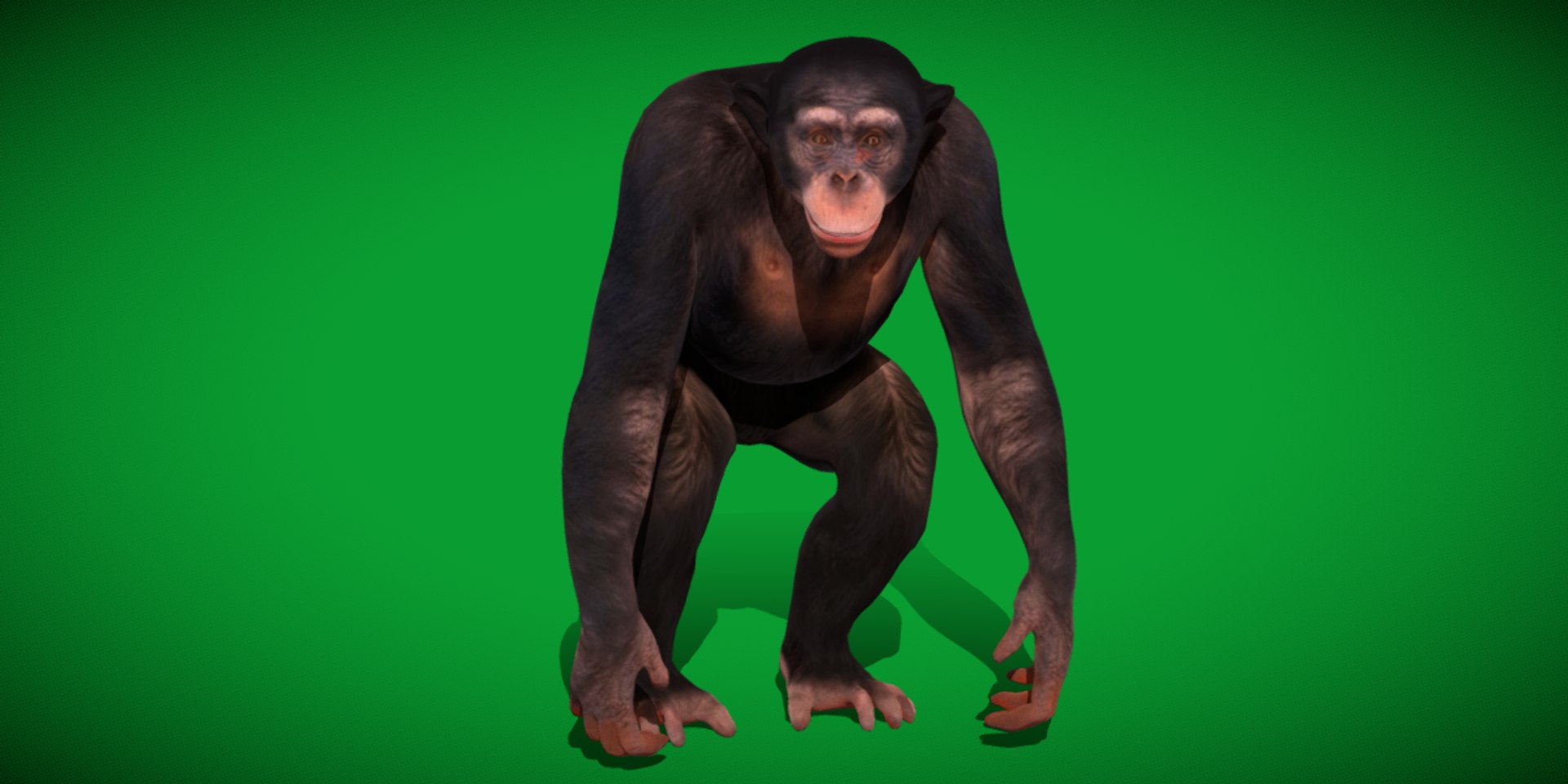 Chimpanzee Ape Primate 3D Model - TurboSquid 2344202