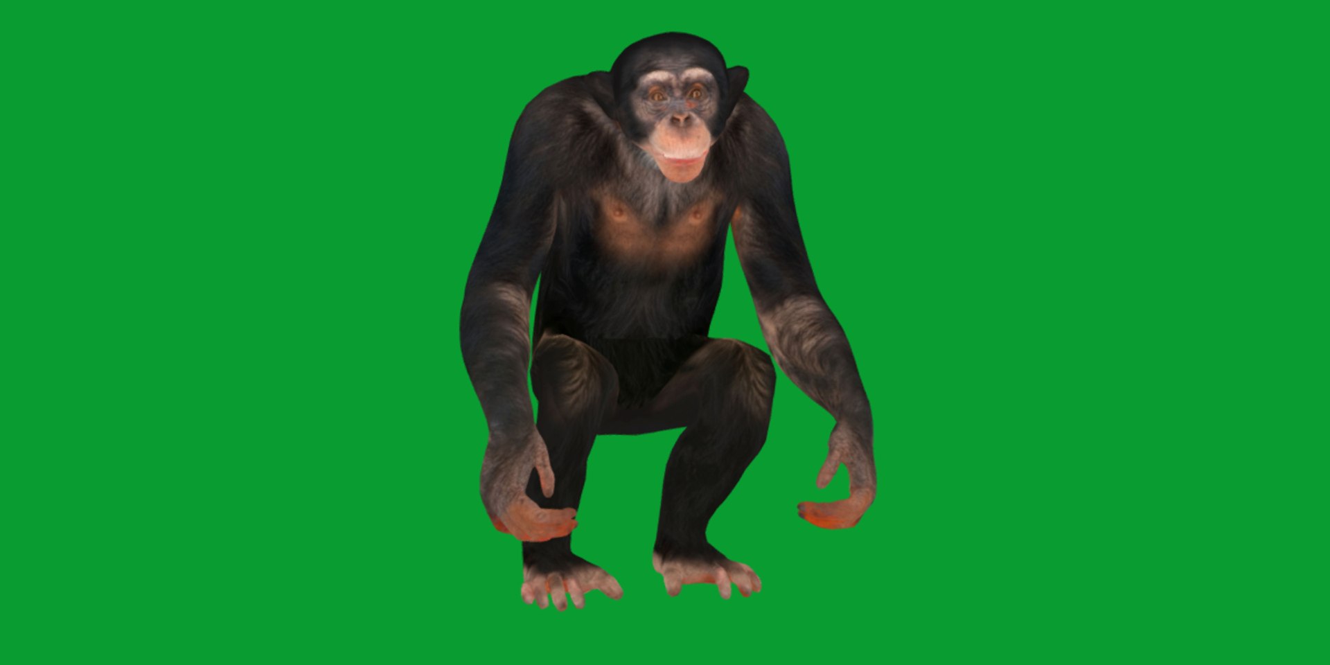 Chimpanzee Ape Primate 3D Model - TurboSquid 2344202