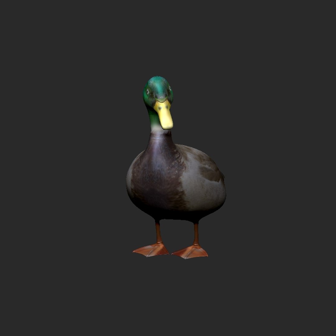 Mallard Duck 3D Model - TurboSquid 1625658