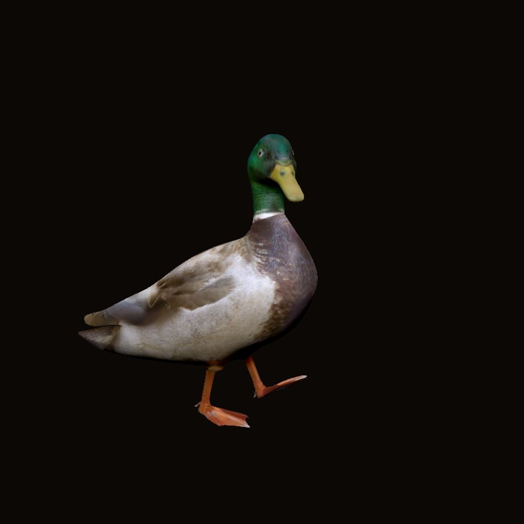 Mallard Duck 3D Model - TurboSquid 1625658