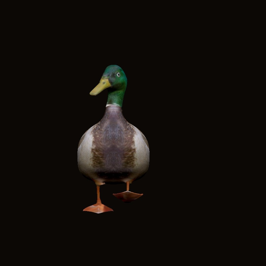Mallard Duck 3D Model - TurboSquid 1625658