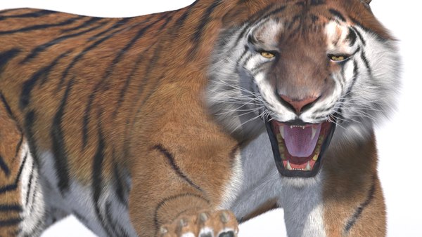 max rigged fur tiger