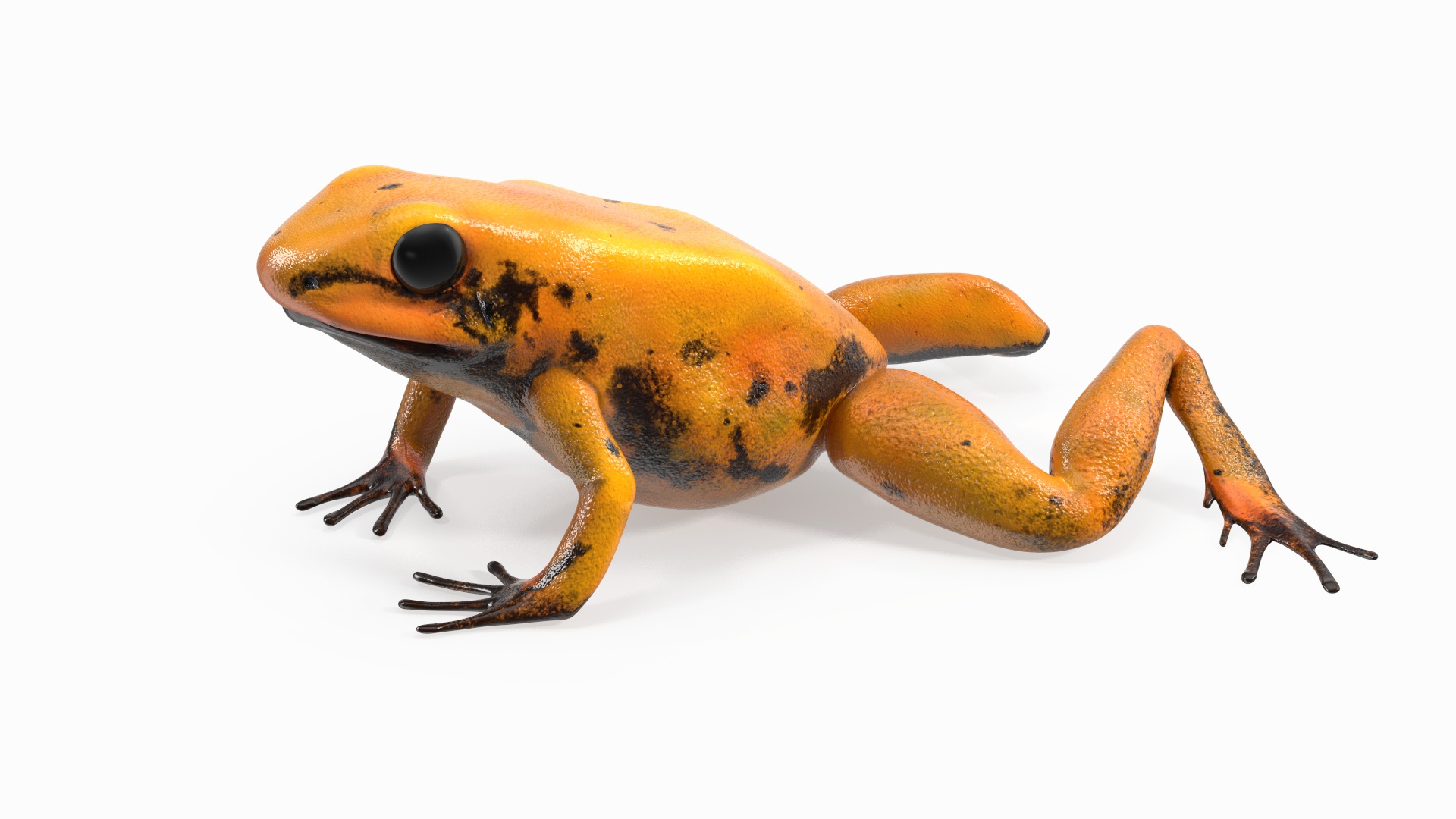 Crawling Poisonous Arrow Frog Orange Morph 3D - TurboSquid 2187120