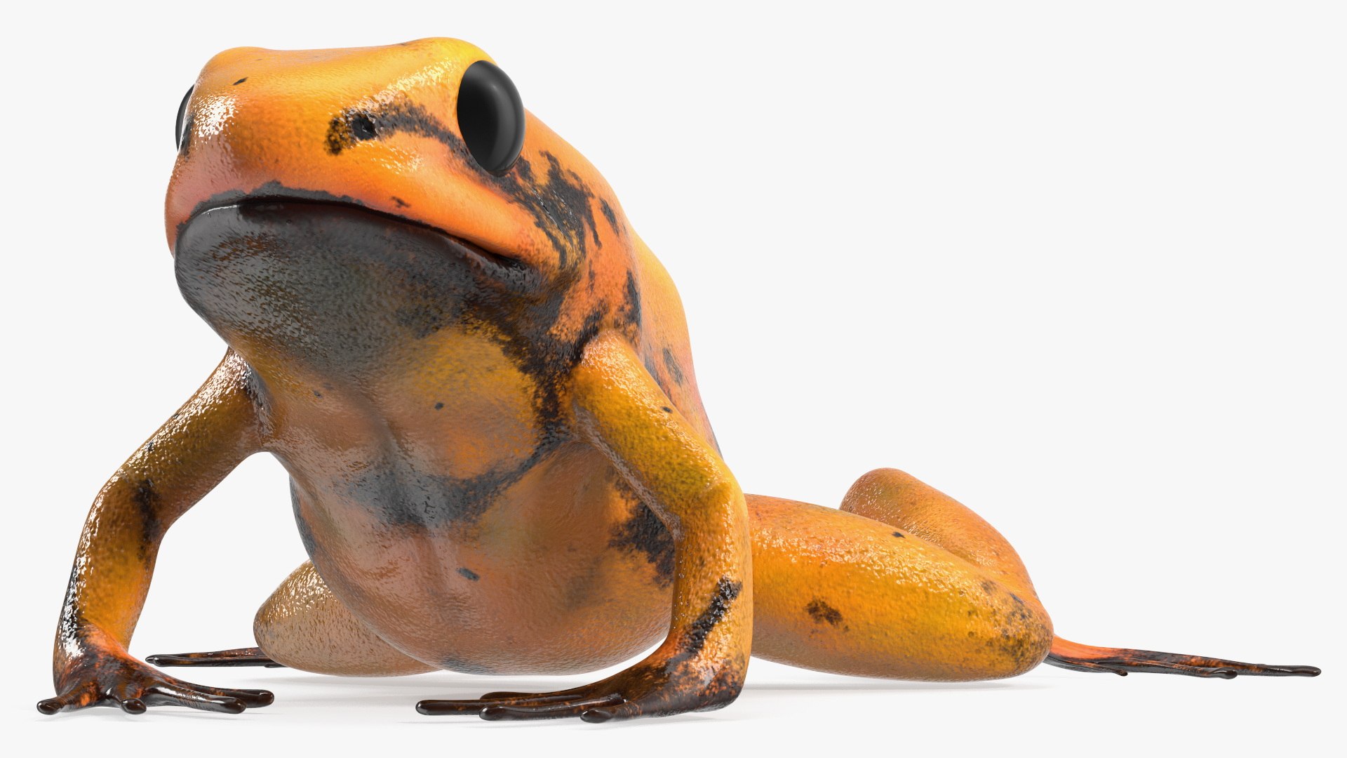 Crawling Poisonous Arrow Frog Orange Morph 3D - TurboSquid 2187120