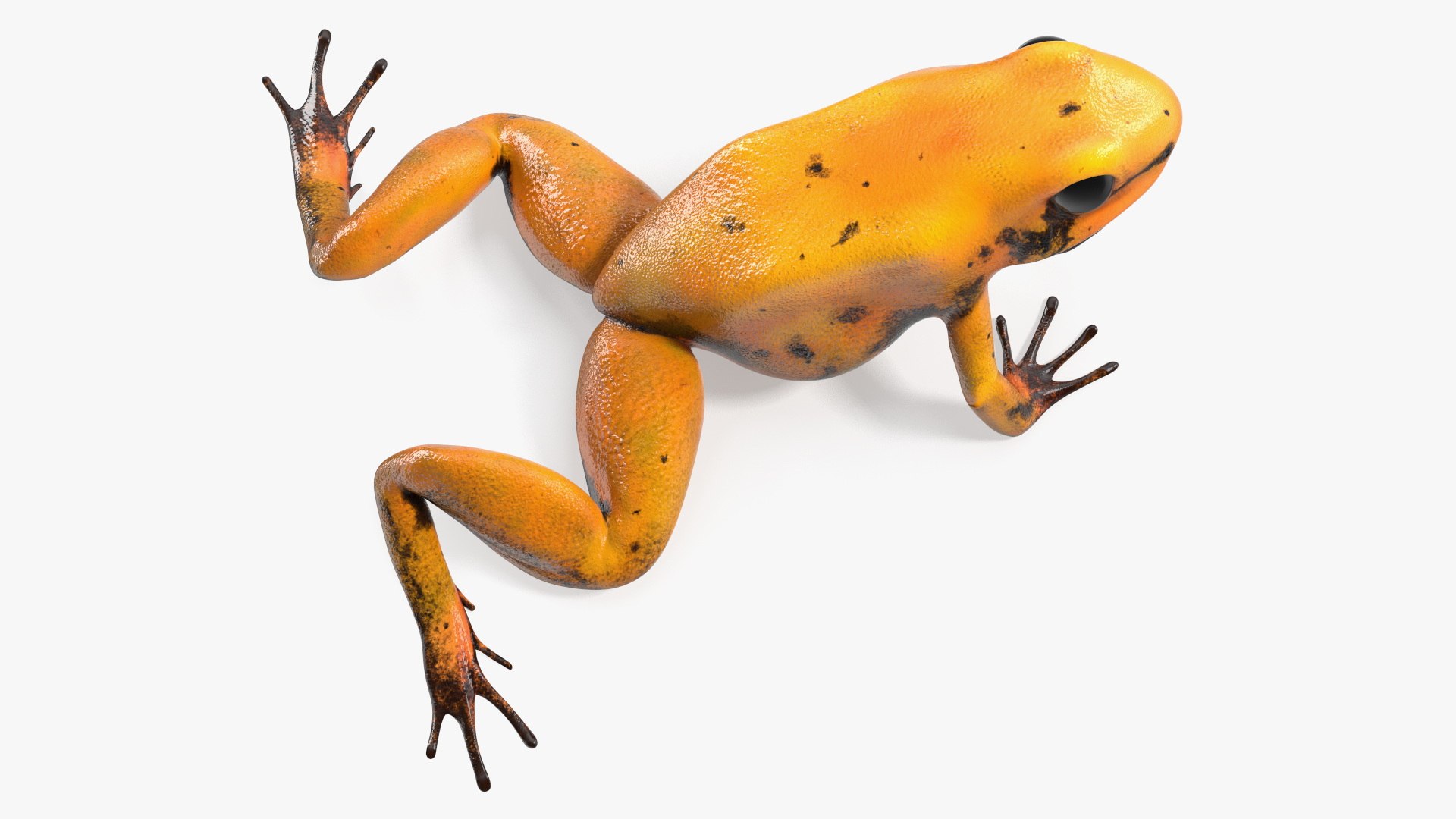 Crawling Poisonous Arrow Frog Orange Morph 3D - TurboSquid 2187120