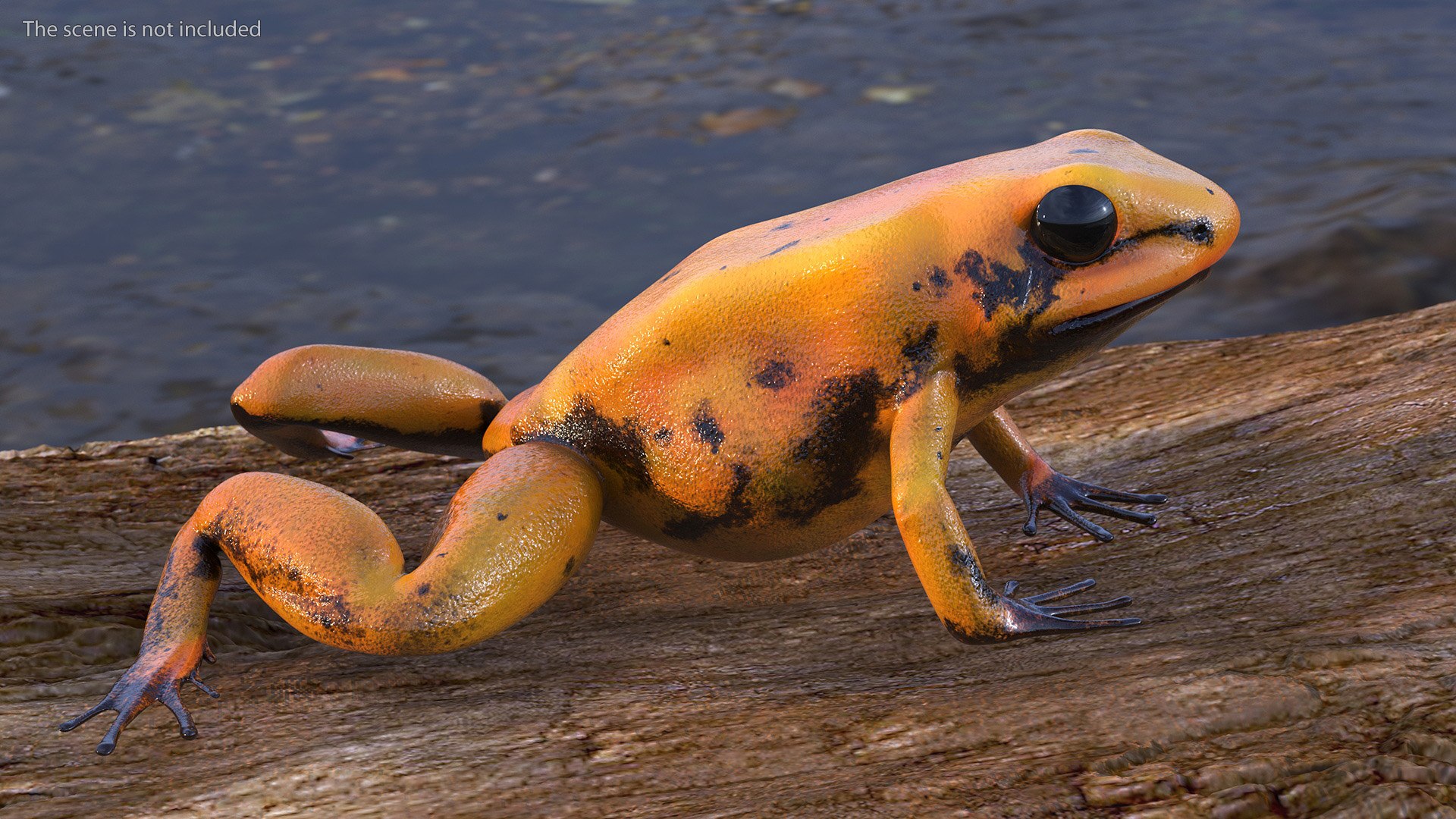 Crawling Poisonous Arrow Frog Orange Morph 3D - TurboSquid 2187120