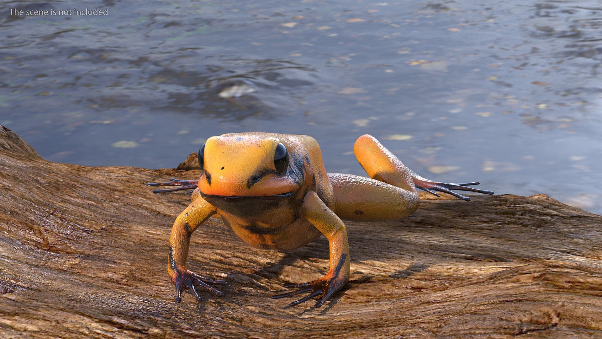 Crawling Poisonous Arrow Frog Orange Morph 3D - TurboSquid 2187120