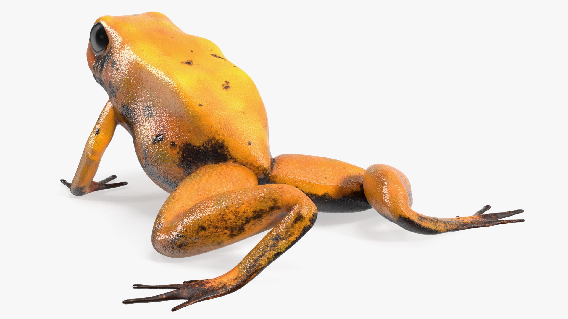 Crawling Poisonous Arrow Frog Orange Morph 3D - TurboSquid 2187120