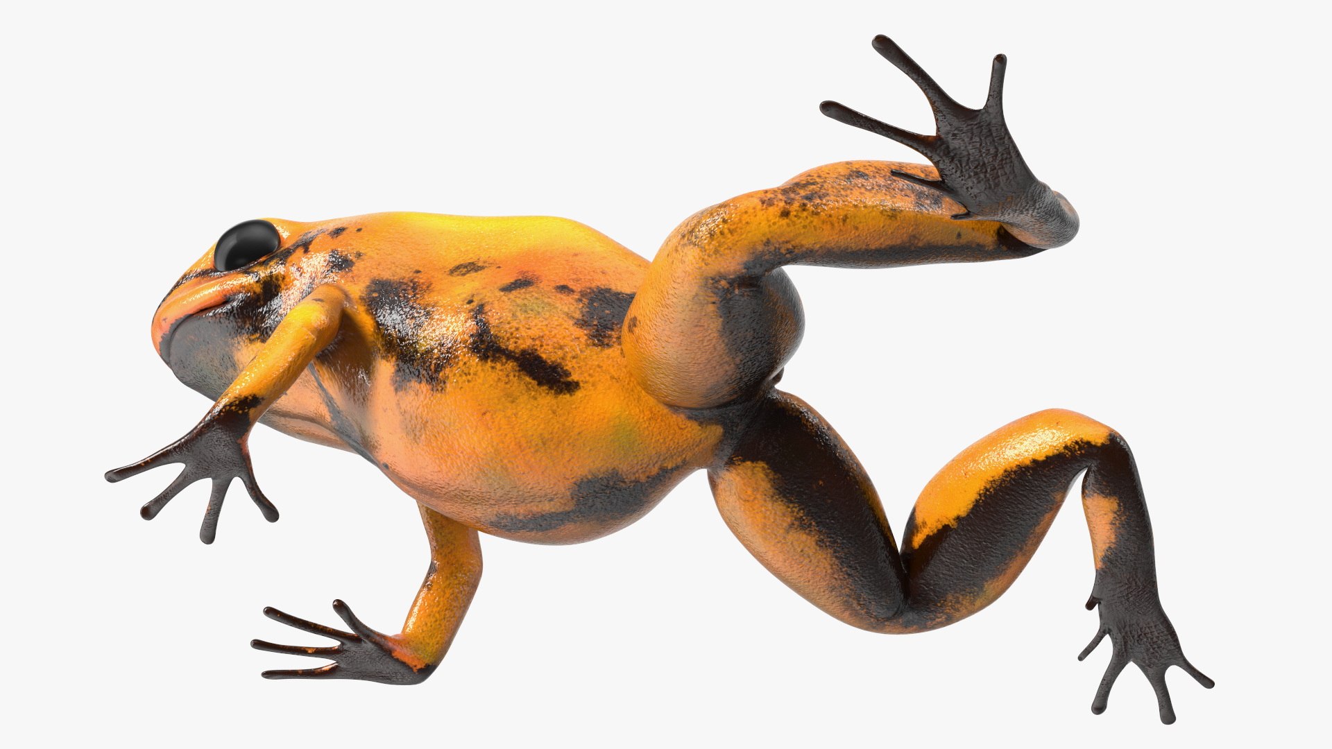 Crawling Poisonous Arrow Frog Orange Morph 3D - TurboSquid 2187120