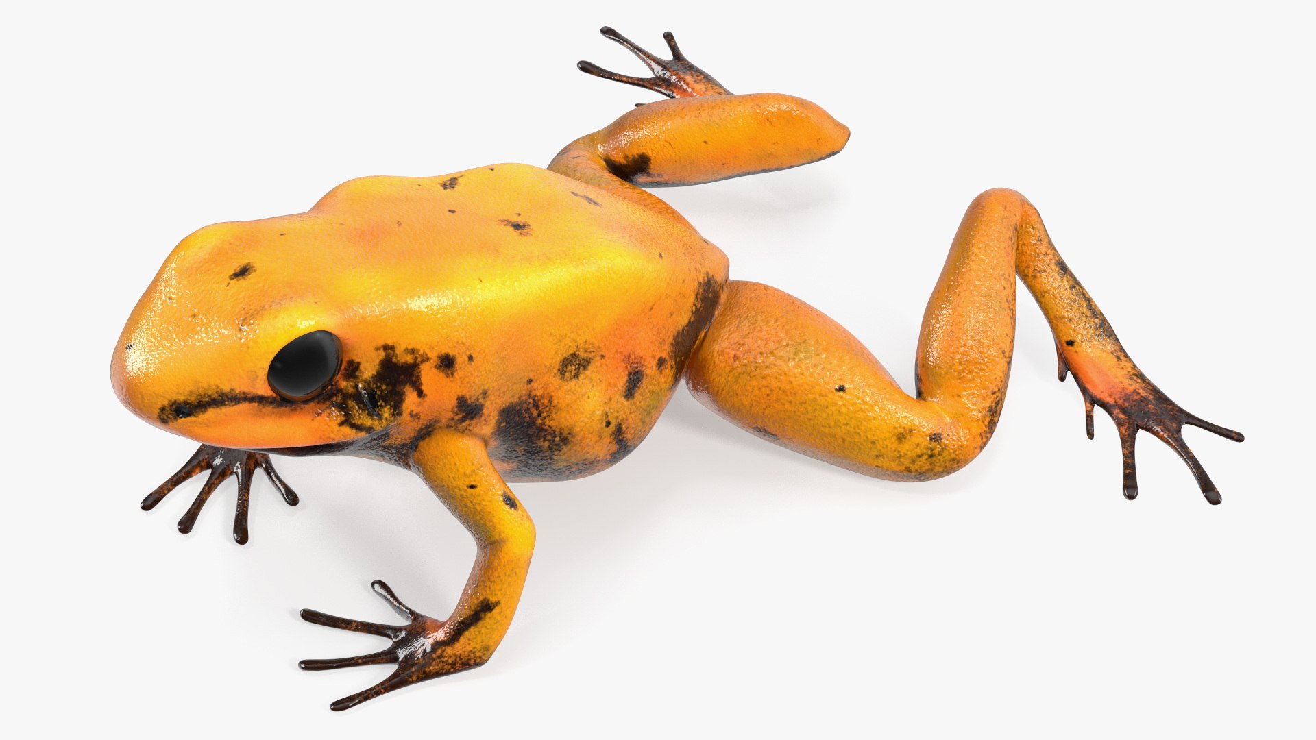 Crawling Poisonous Arrow Frog Orange Morph 3D - TurboSquid 2187120