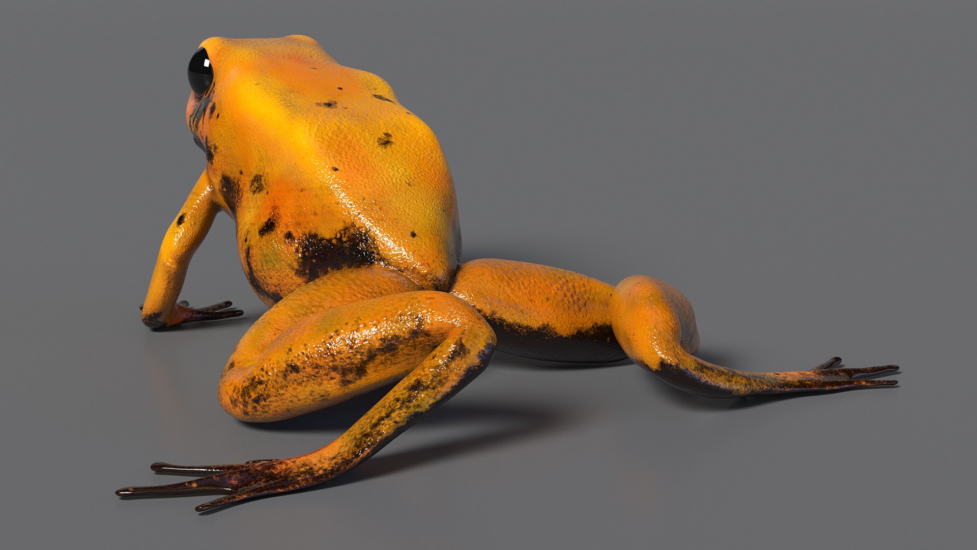 Crawling Poisonous Arrow Frog Orange Morph 3D - TurboSquid 2187120