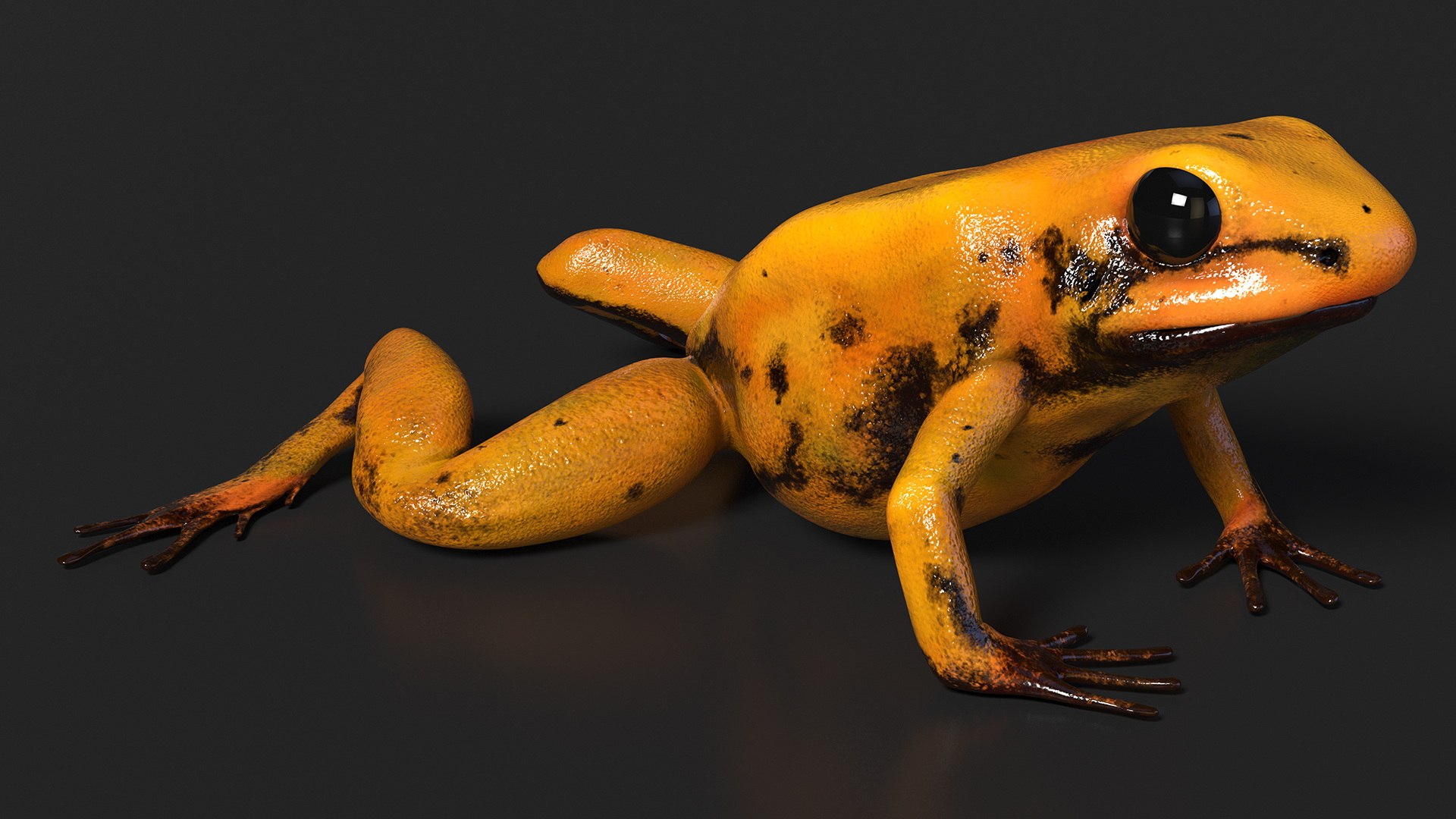 Crawling Poisonous Arrow Frog Orange Morph 3D - TurboSquid 2187120