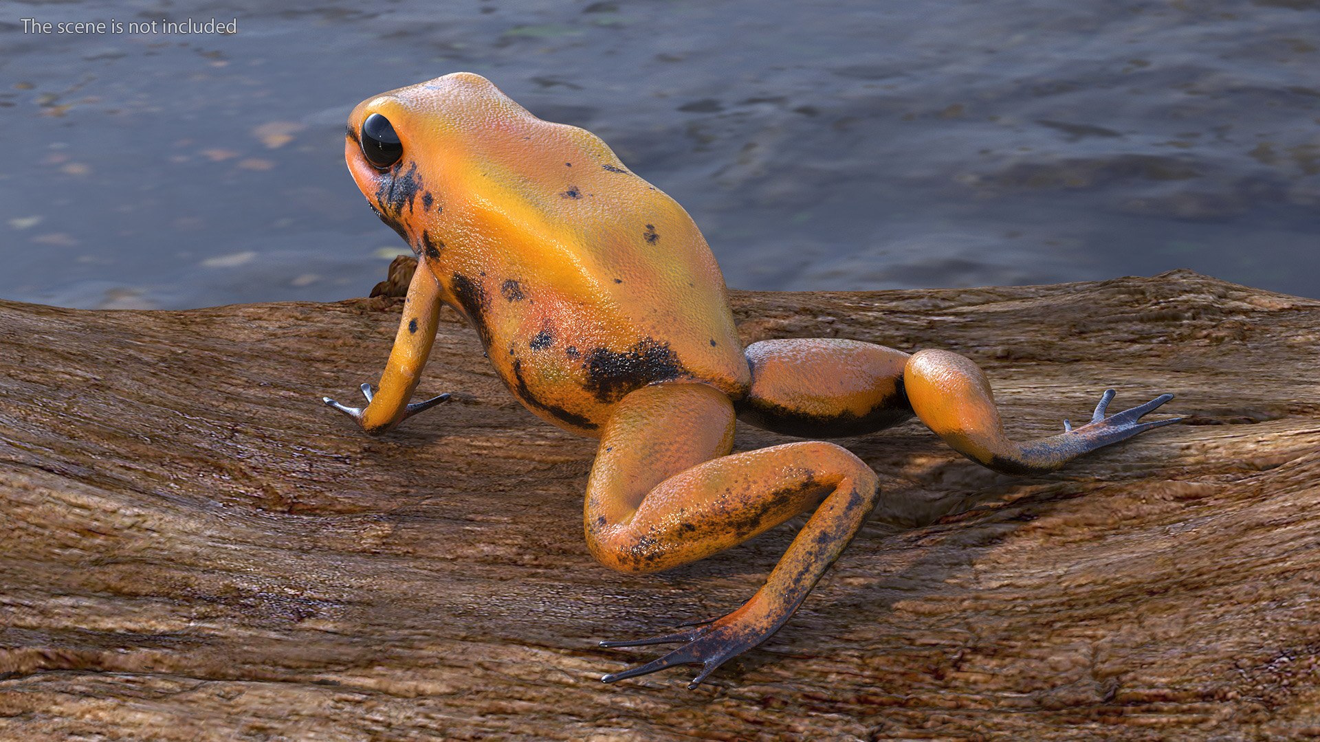 Crawling Poisonous Arrow Frog Orange Morph 3D - TurboSquid 2187120
