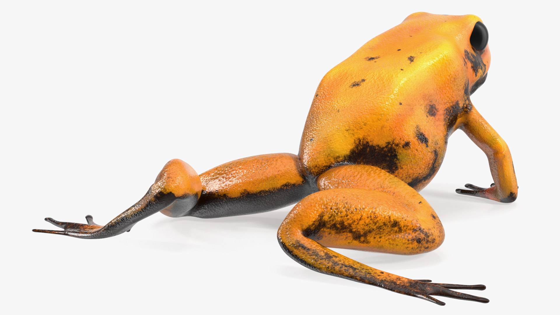 Crawling Poisonous Arrow Frog Orange Morph 3D - TurboSquid 2187120