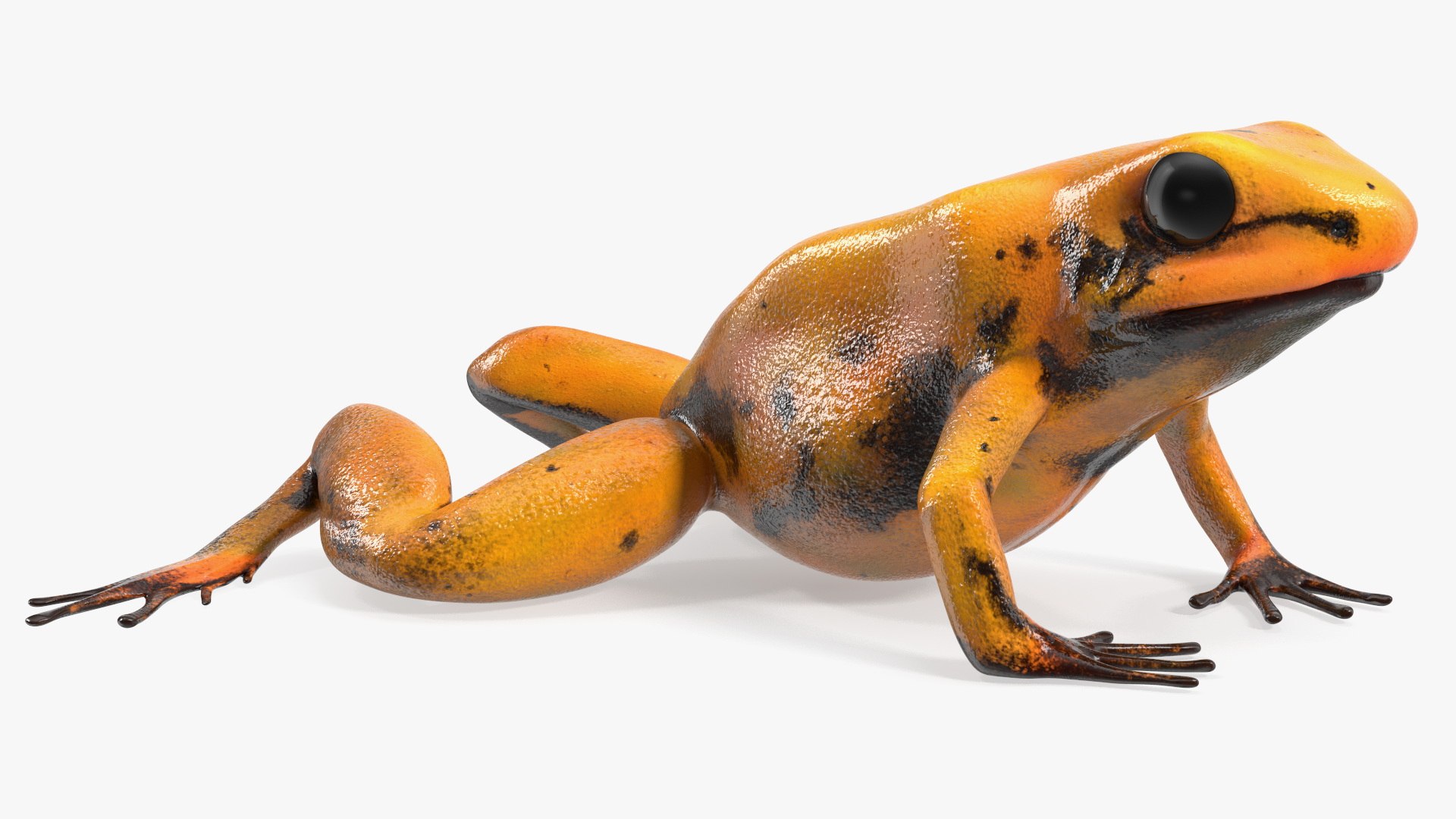 Crawling Poisonous Arrow Frog Orange Morph 3D - TurboSquid 2187120