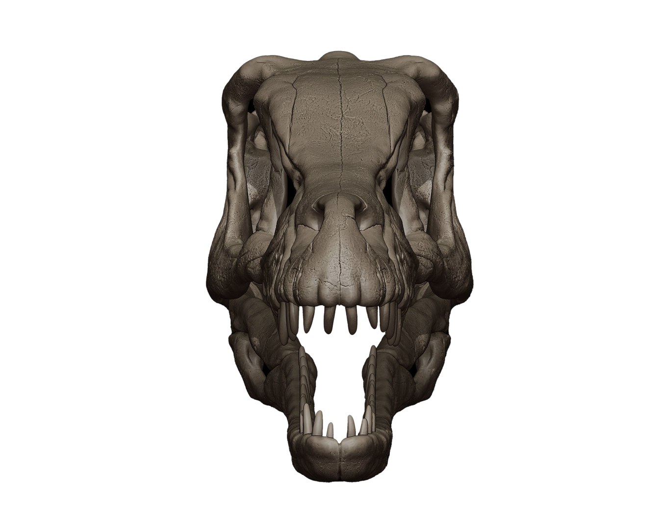 Velociraptor Skull 3d Print Model 3D Model - TurboSquid 2161634