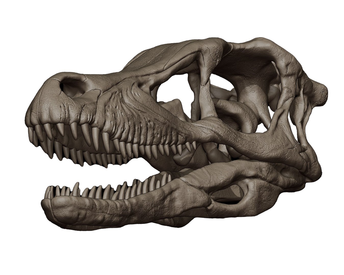 Velociraptor Skull 3d Print Model 3D Model - TurboSquid 2161634
