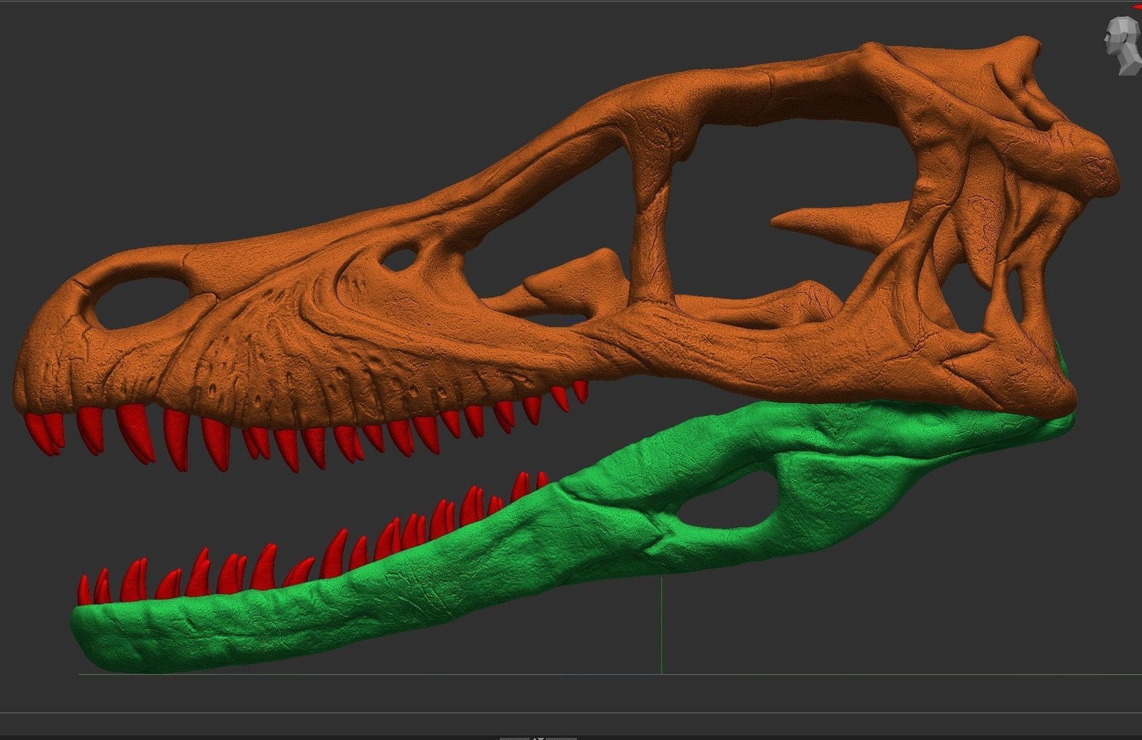 Velociraptor Skull 3d Print Model 3D Model - TurboSquid 2161634