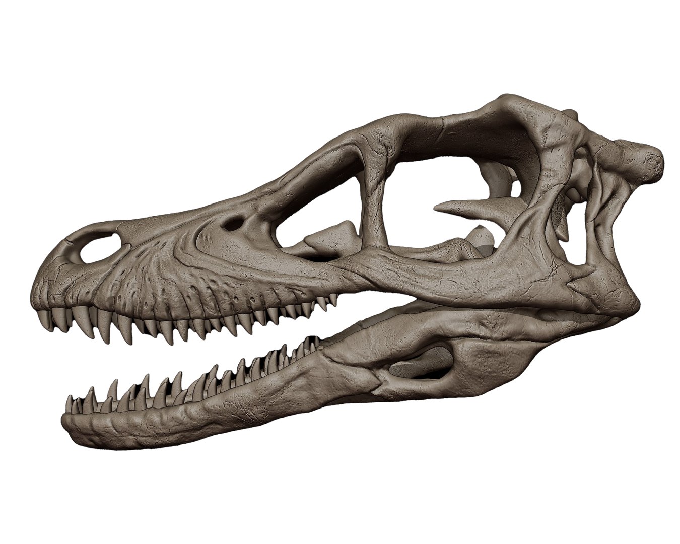 Velociraptor Skull 3d Print Model 3D Model - TurboSquid 2161634