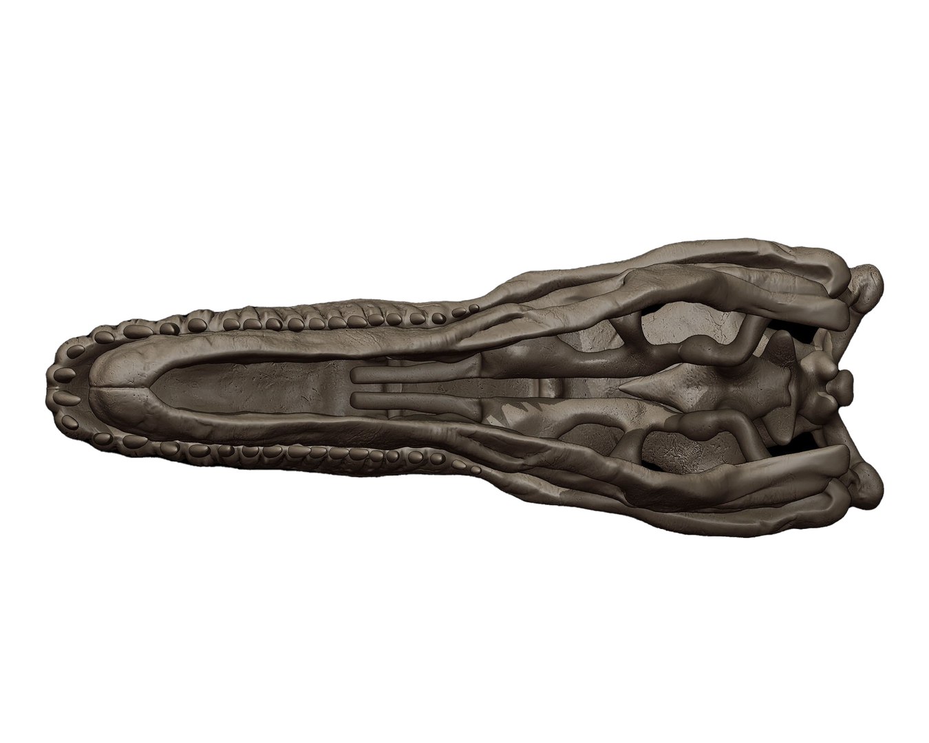 Velociraptor Skull 3d Print Model 3D Model - TurboSquid 2161634