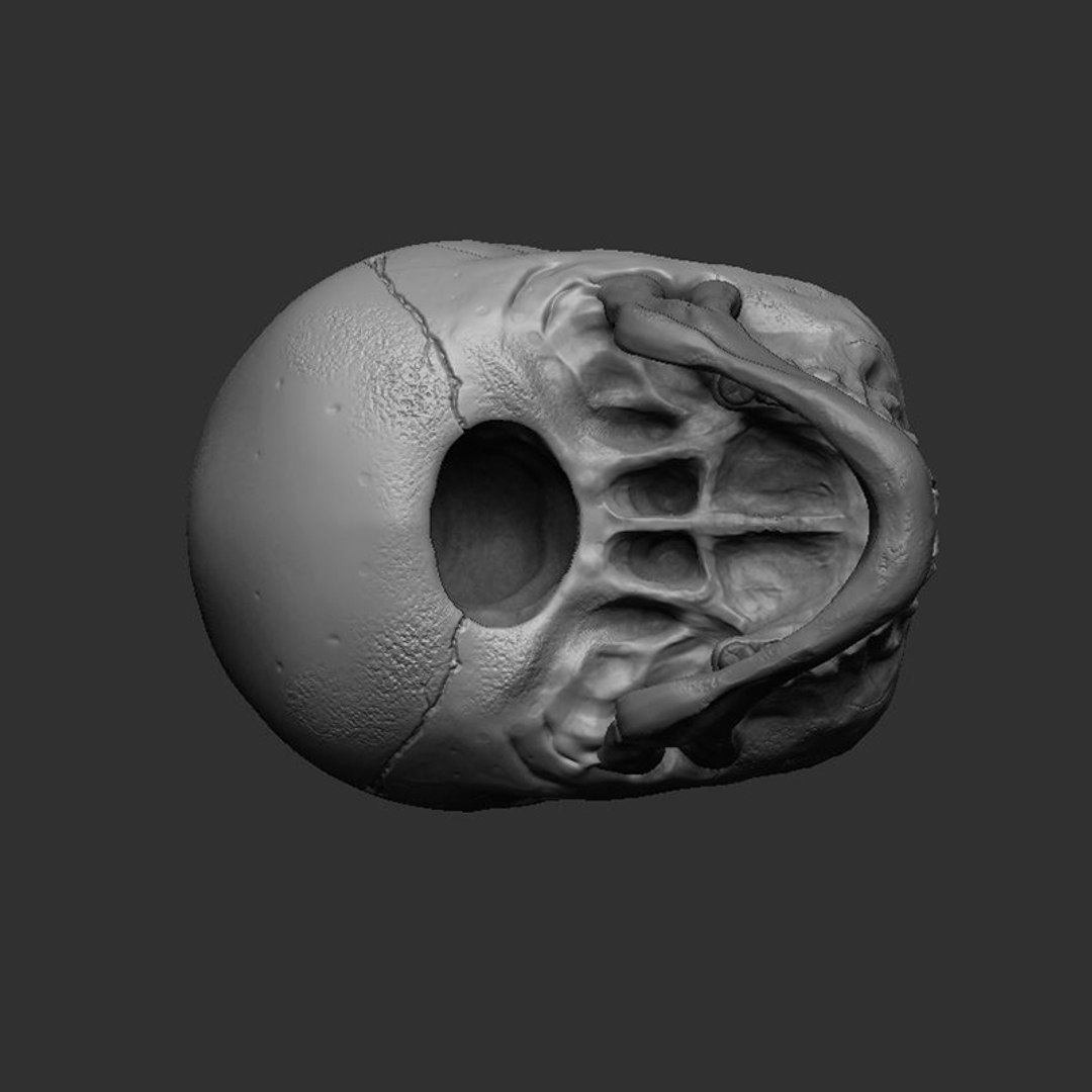Skull Head 3D Model - TurboSquid 1426410