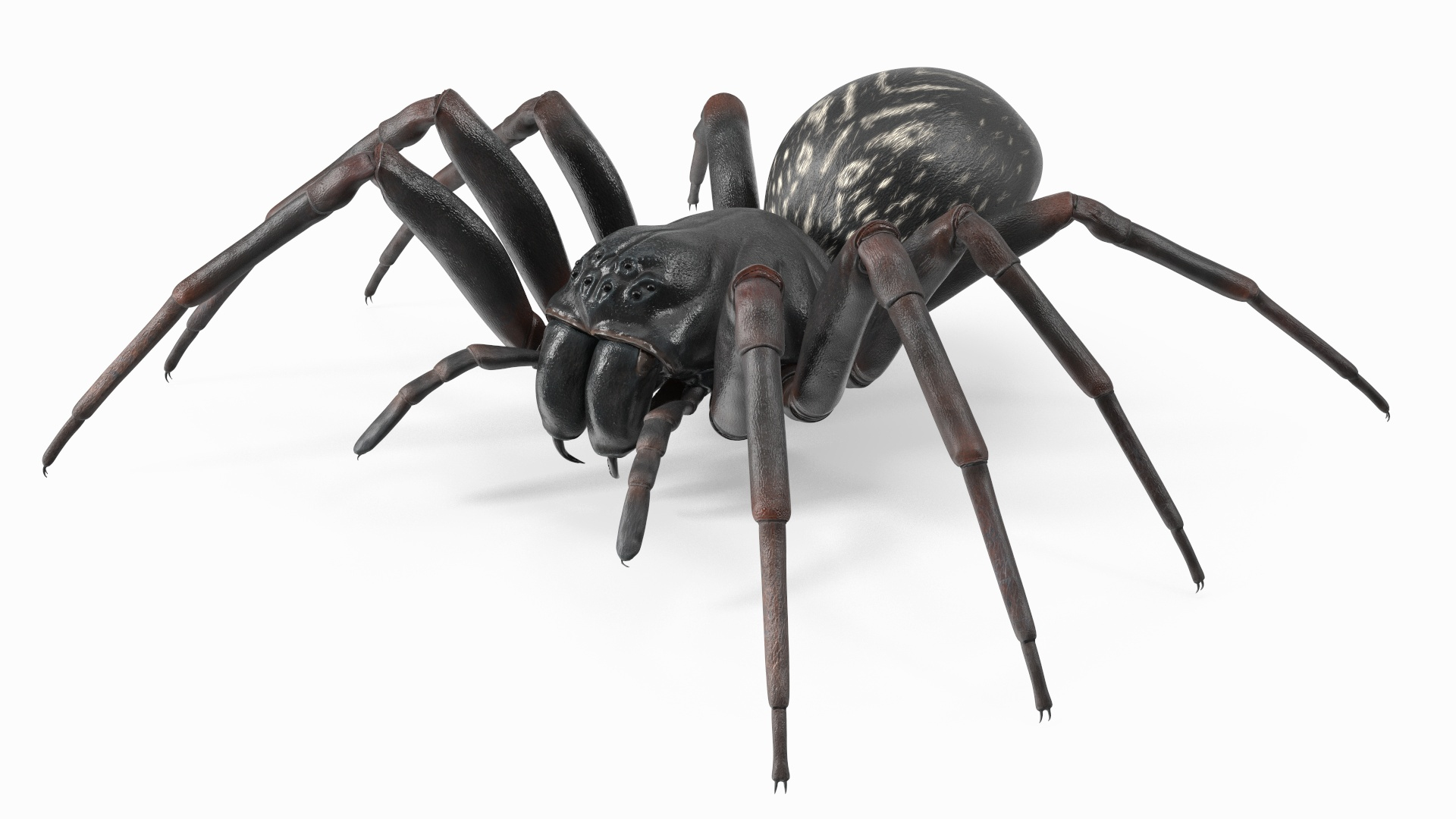 Spiders Collection 3 model - TurboSquid 2175585