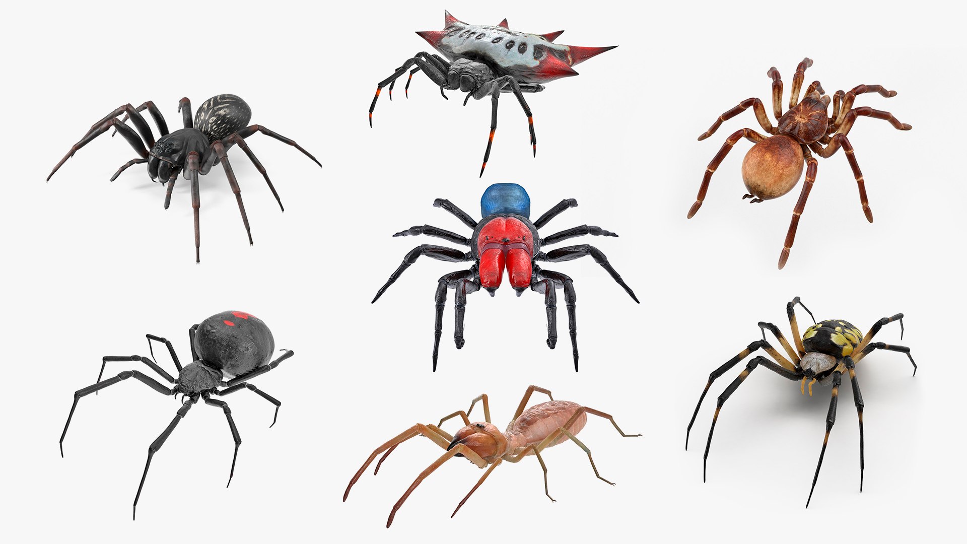 Spiders Collection 3 model - TurboSquid 2175585