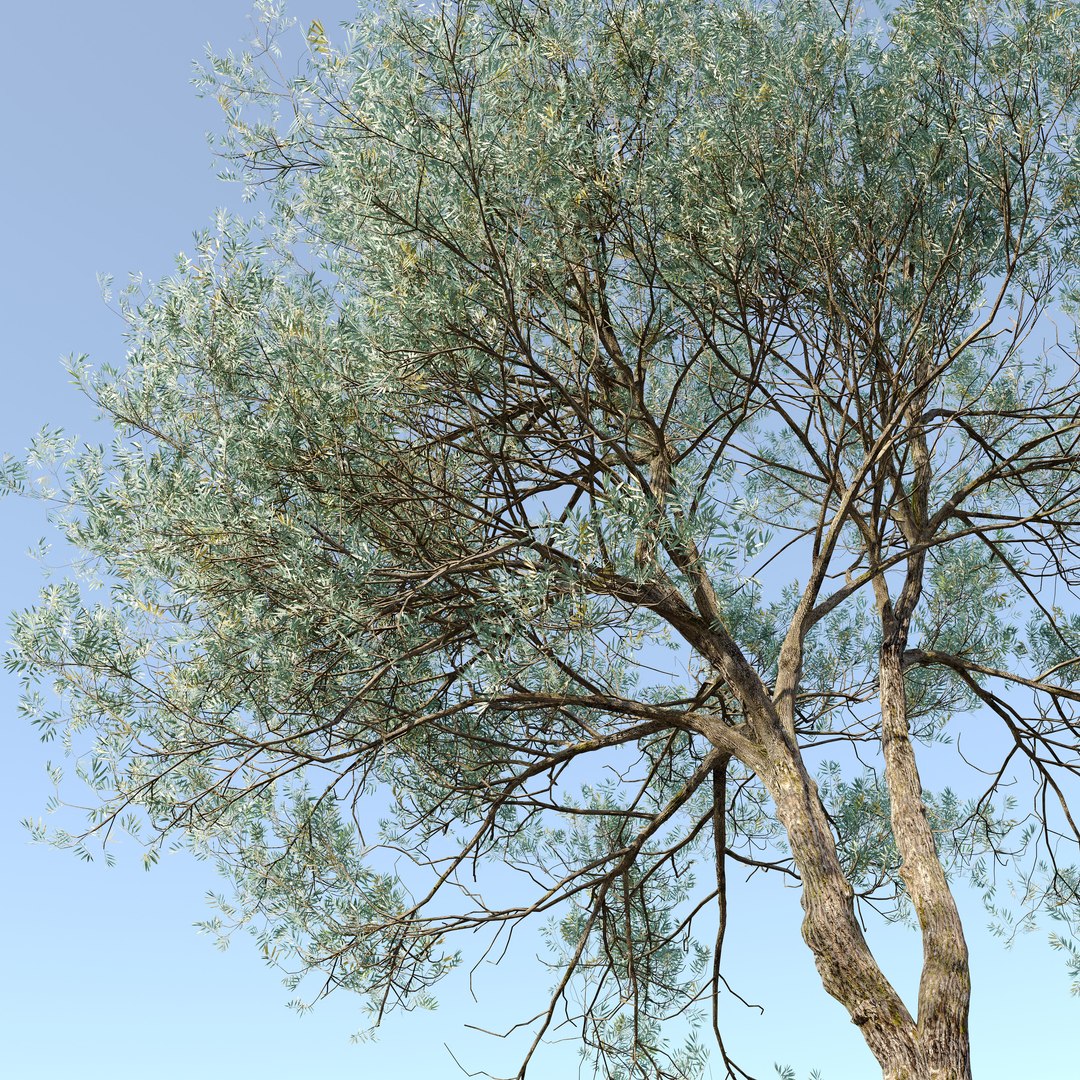 3D Mulga Tree Model - TurboSquid 2415841
