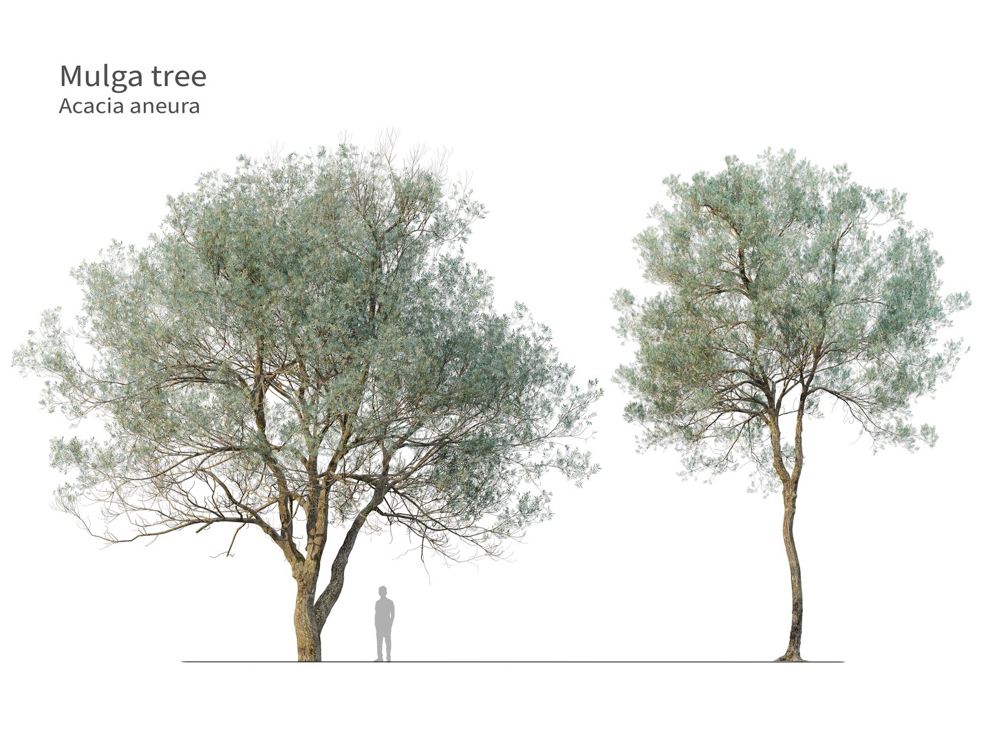 3D Mulga Tree Model - TurboSquid 2415841