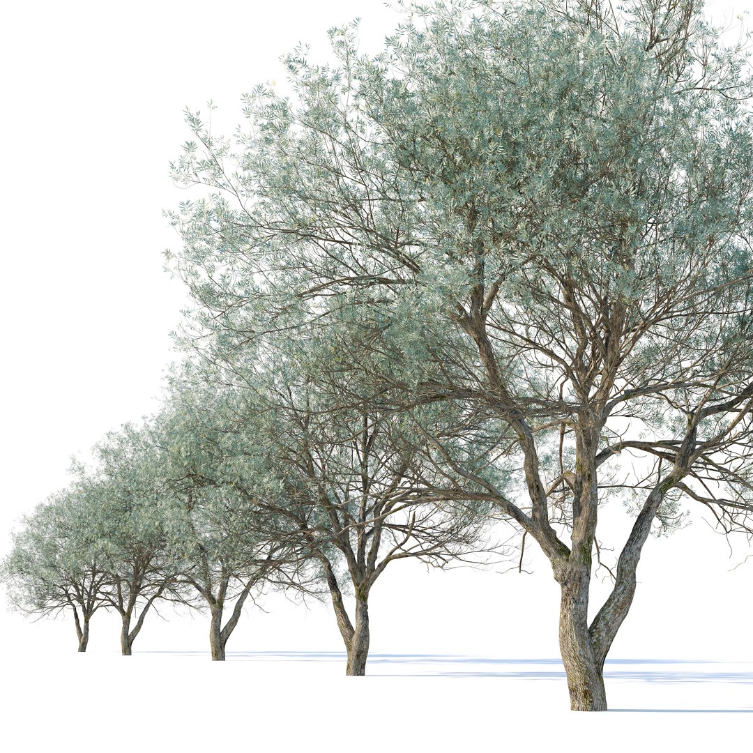 3D Mulga Tree Model - TurboSquid 2415841