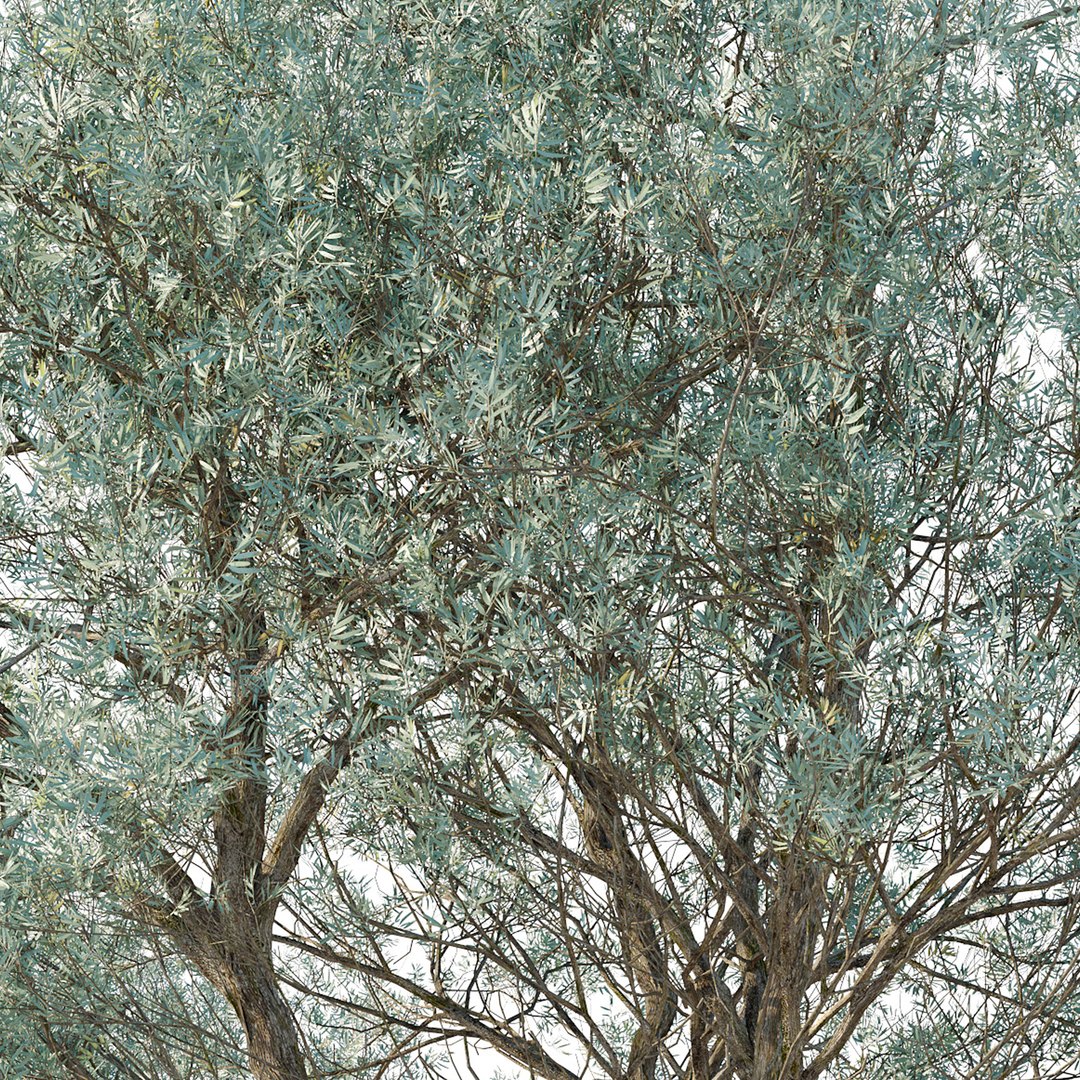 3D Mulga Tree Model - TurboSquid 2415841