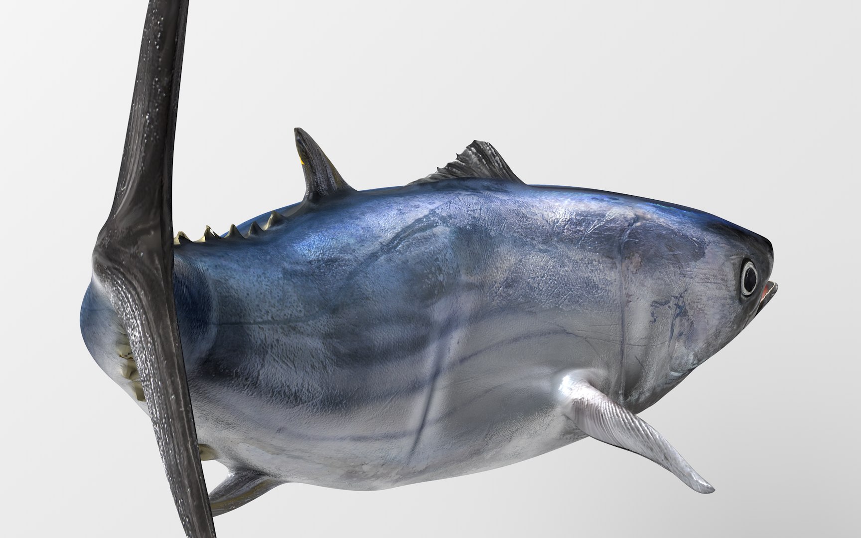 TUNA FISH Rigged L1549 3D - TurboSquid 1815842