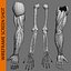 Human Arm Anatomy Combo 3d 3ds