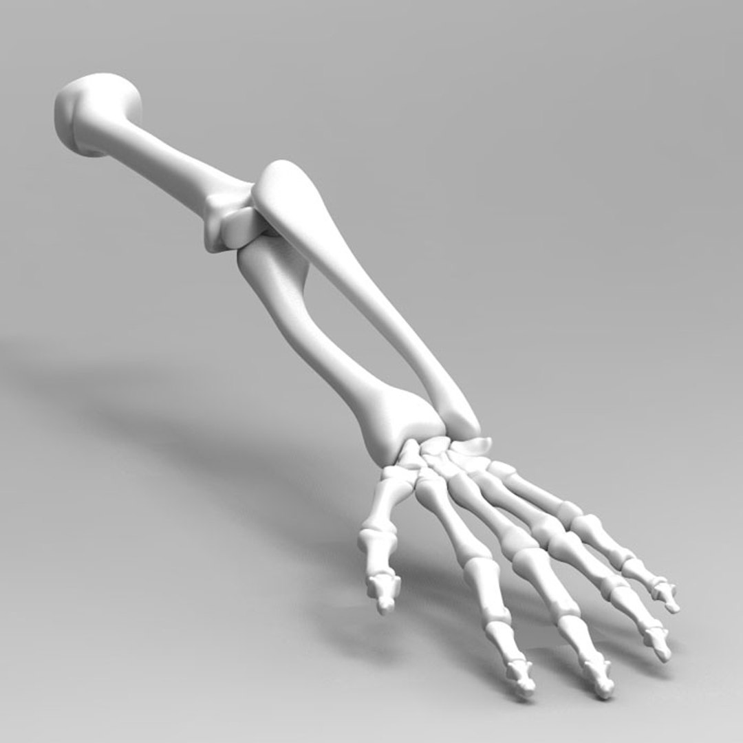 Human Arm Anatomy Combo 3d 3ds