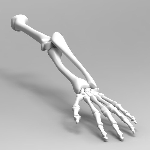 human arm anatomy combo 3d 3ds