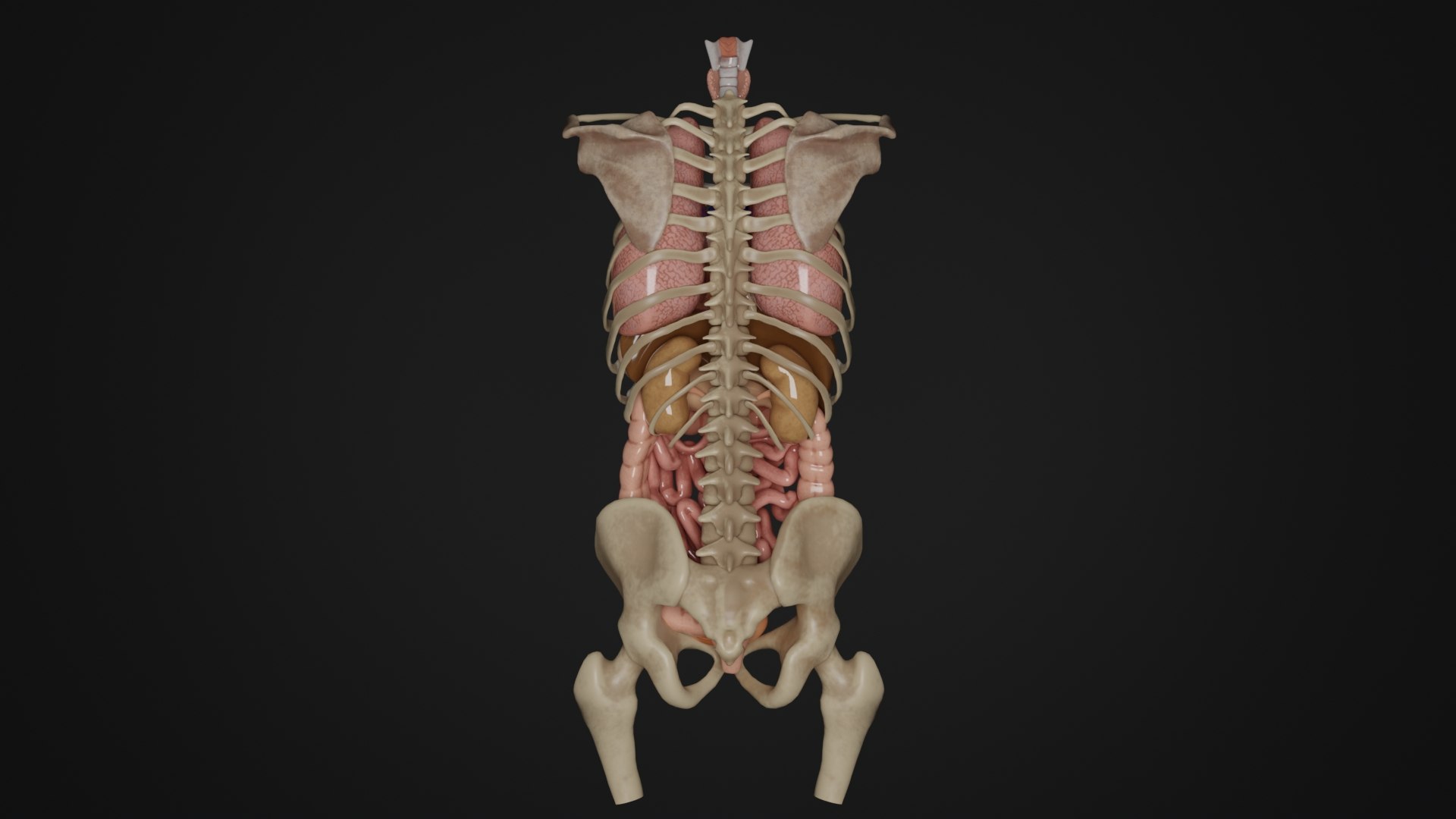 3D Human Anatomy-Human Body-External Projection Of Internal Organs ...